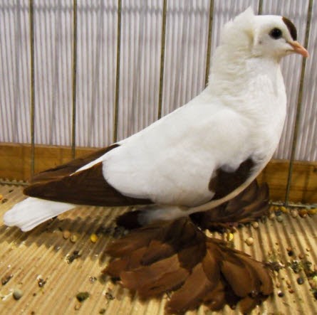 Barză de Saxonia | Rase-de-Porumbei-ro