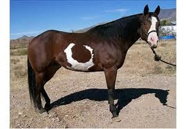 Abaco Barb Abaco Barb Breeders | Informasi Kesehatan Terbaru WEB FOR ...