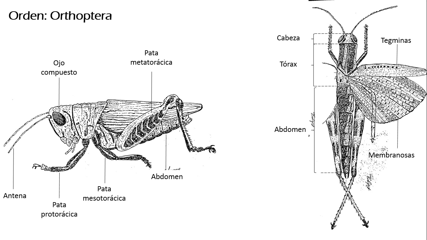 El Blog de Isa y Juan: Los de las alas rectas y verde que te quiero verde