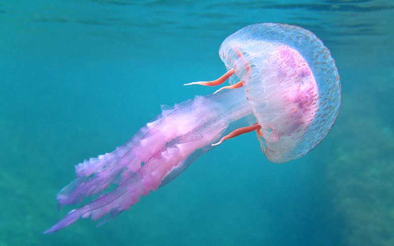 Cnidarios o Celenterados ~ El Reino Animal