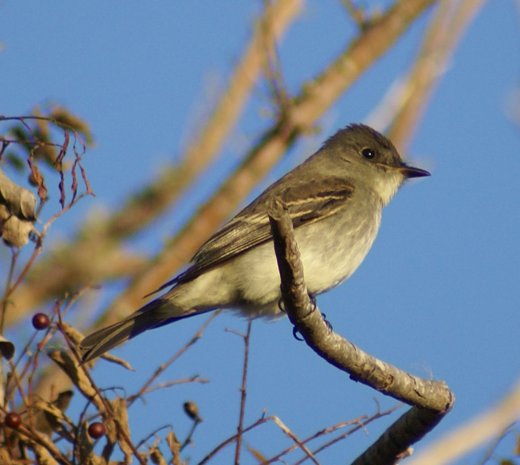 Birds: Western Wood-Pewee