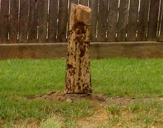 The Ringley Family Circus: Jagged Tree Stump or Beautiful Bird Bath?
