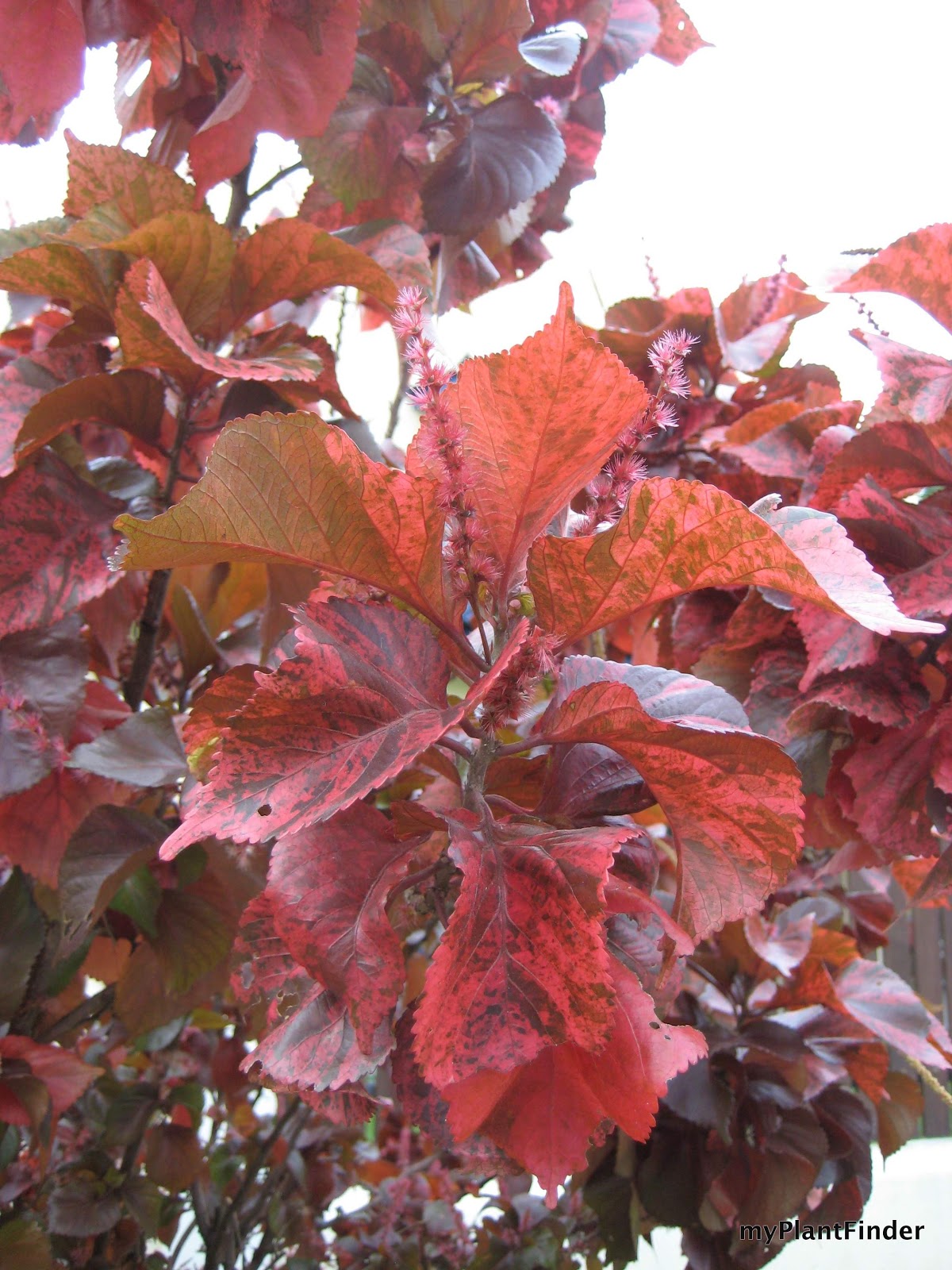 MY PLANT FINDER | Plant Guide: Acalypha wilkesiana 'Mosaica'