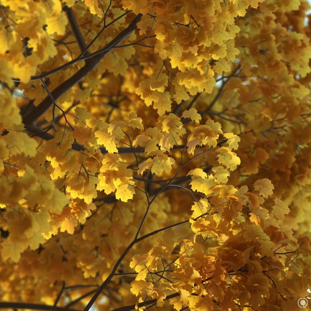 Evermotion Archmodels 163 - Tree collection | Computer Graphics Daily News