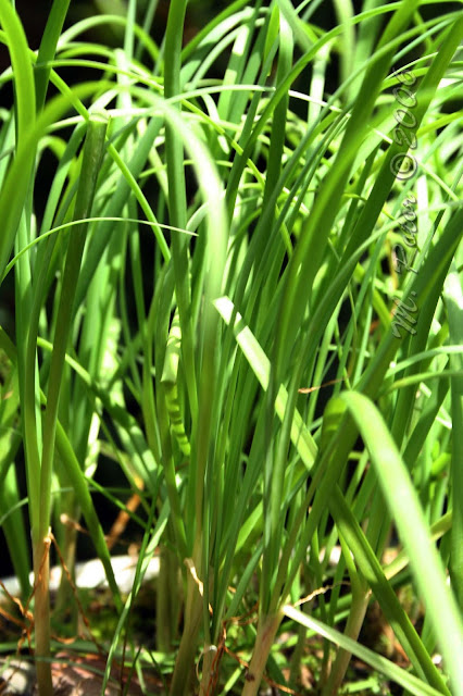 Naturalist's World - Dr Abe V Rotor : Kutsay (Allium tuberosum): Spice ...