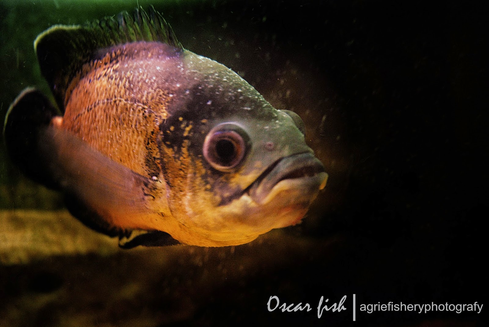 OSCAR FISH photos - wallpapers | the fun bank