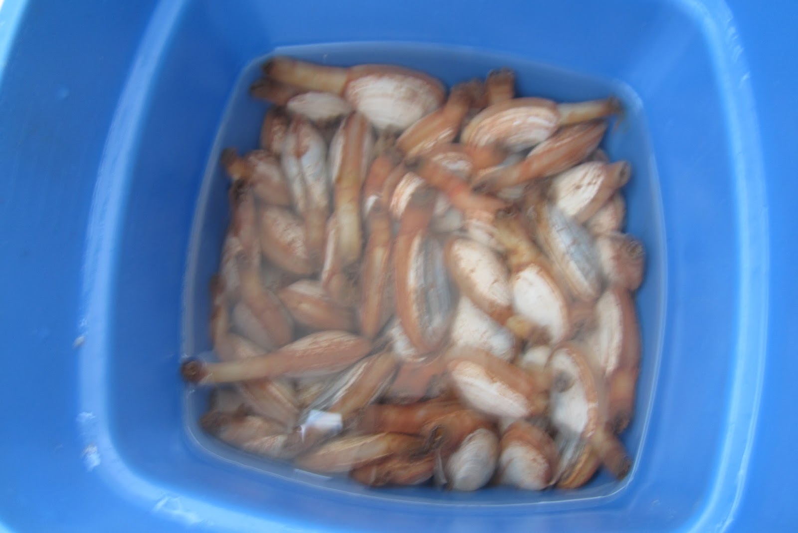 MODAKI: June 23, 2013 clam digging