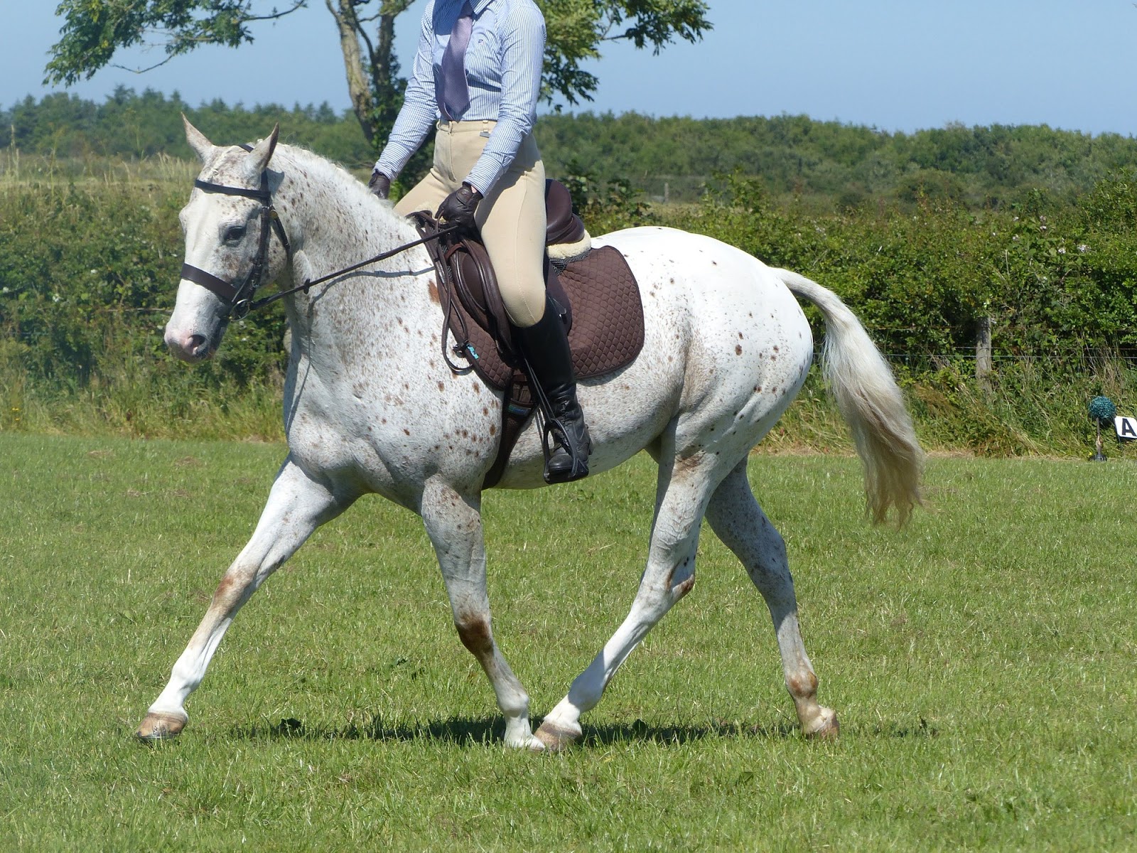 Chamfron Stud : Chamfron Chipita - Pen y Craig Show