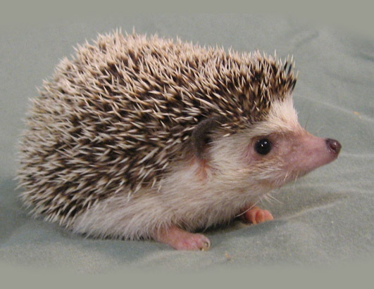 Landak Mini: Jenis-jenis Landak Mini