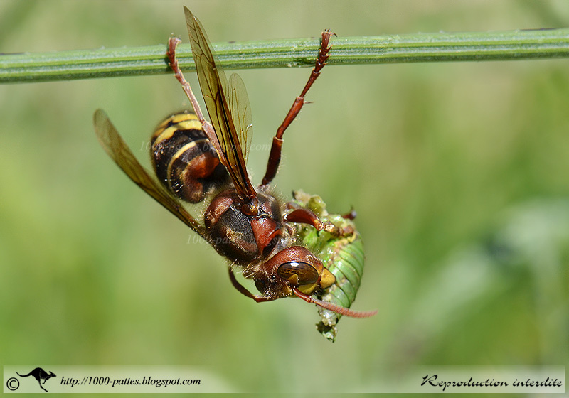 WILDLIFE GATEWAY: Un frelon affamé...