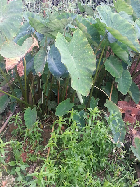 Amadumbe or Madumbis: a Traditional Harvest of Rural KwaZulu-Natal