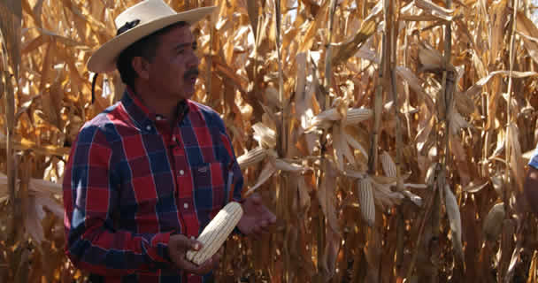 Gobierno Federal en Guanajuato: Buenas cosechas de granos básicos ...