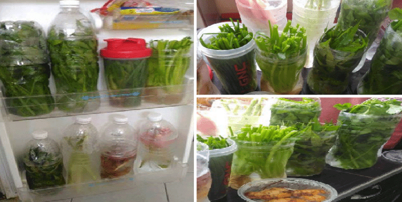 Tips dan Trik: Sayuran Awet Segar dengan Botol Bekas - ANEKAINSPIRASI.XYZ
