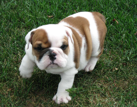 Bulldog Ingles | Perros info