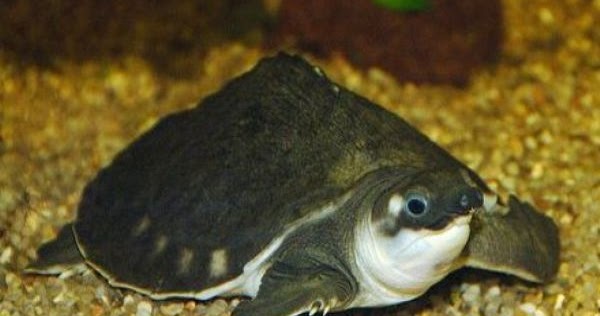 All About Reptile's : Kura-kura Moncong Babi (Carettochelys insculpta)