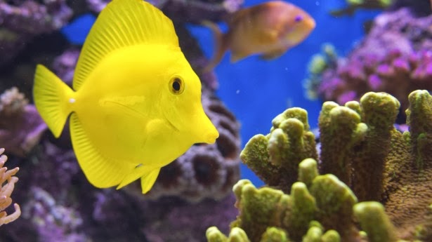 mytravelfootprints: I’am in love with the Gentle Giant Wally! The ...