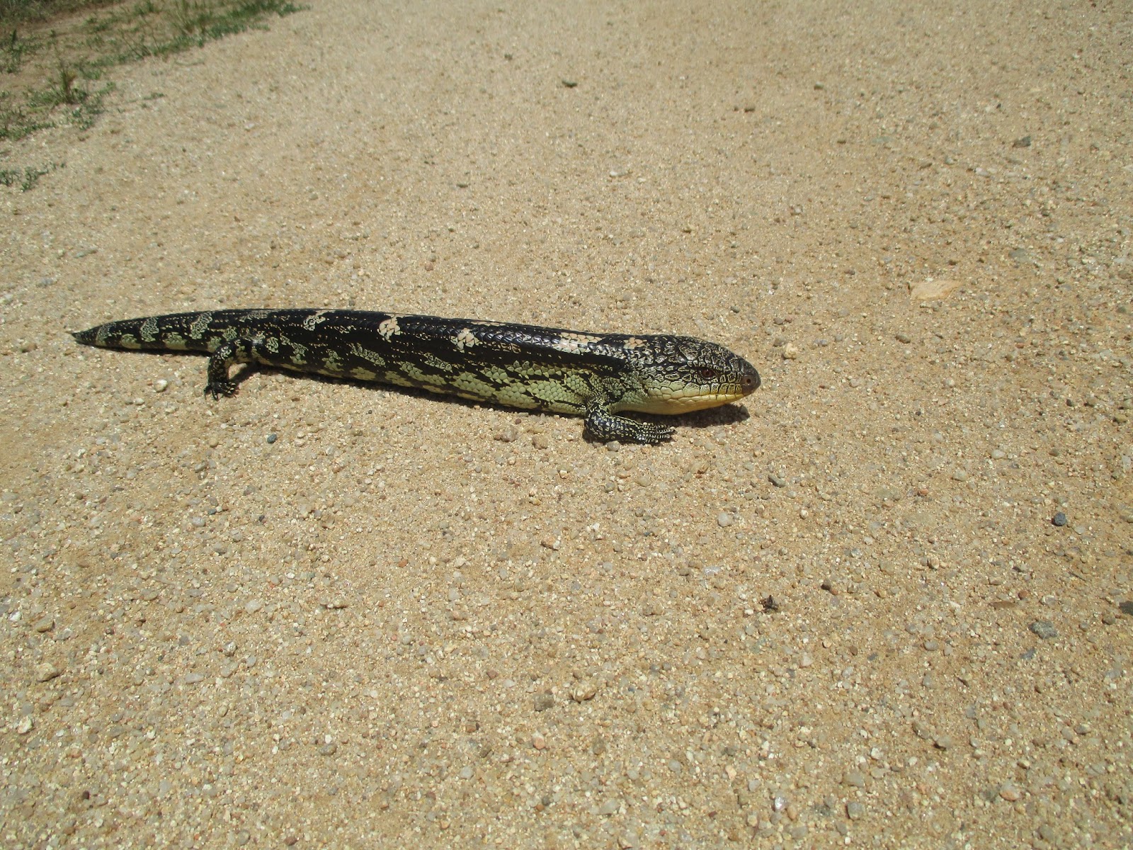 Dave Wheeler's Thoughts & Yarns: A CANBERRA BOY VISITS JERANGLE