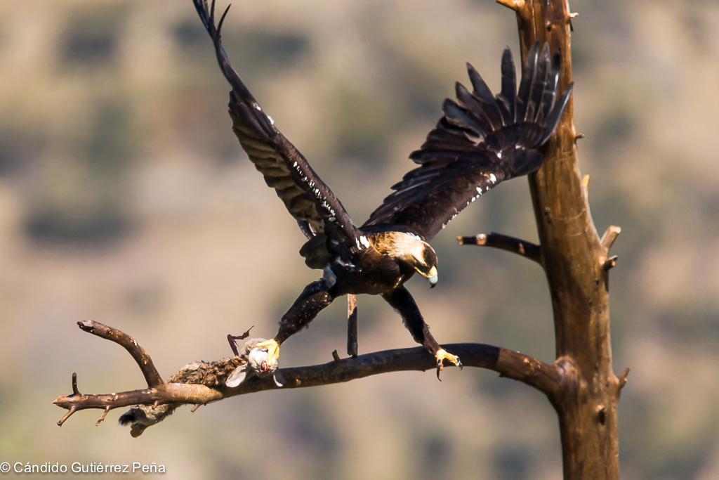 AGUILA IMPERIAL - Aquila Adalberti | Observatorio de la Naturaleza