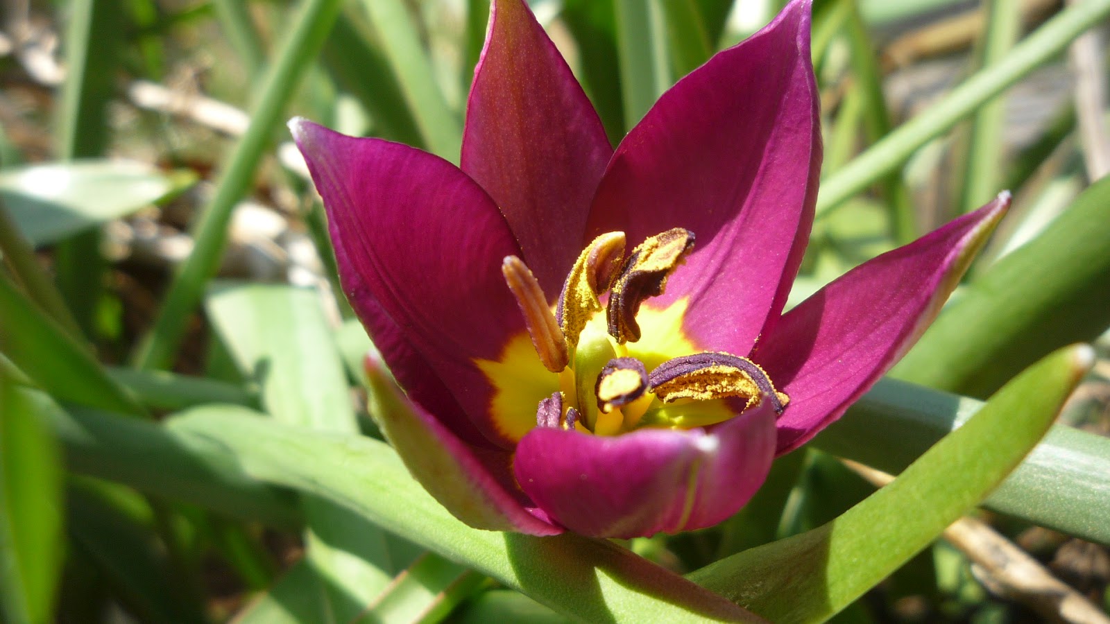 Vermont April Flowers: Nature's Beautification Campaign | Litter with a ...