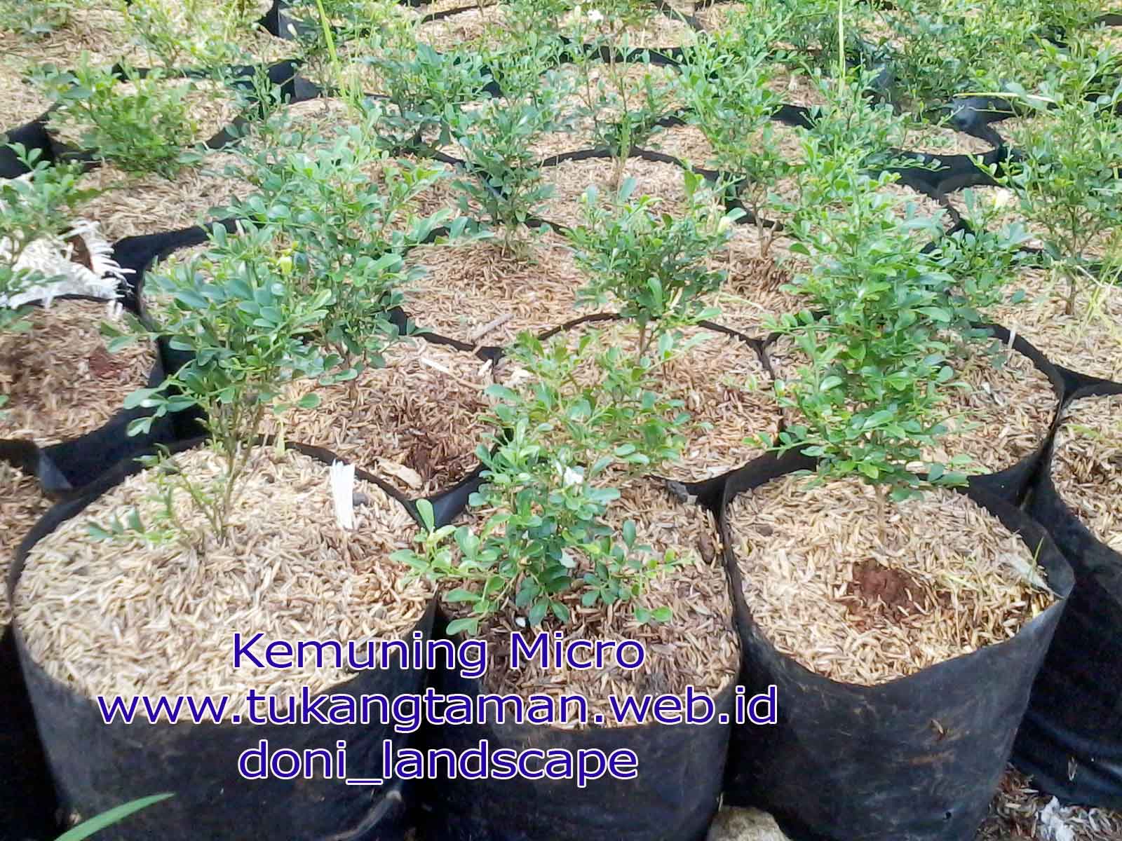 Jual Pohon Kemuning Micro | Murraya paniculata ~ TUKANG TAMAN