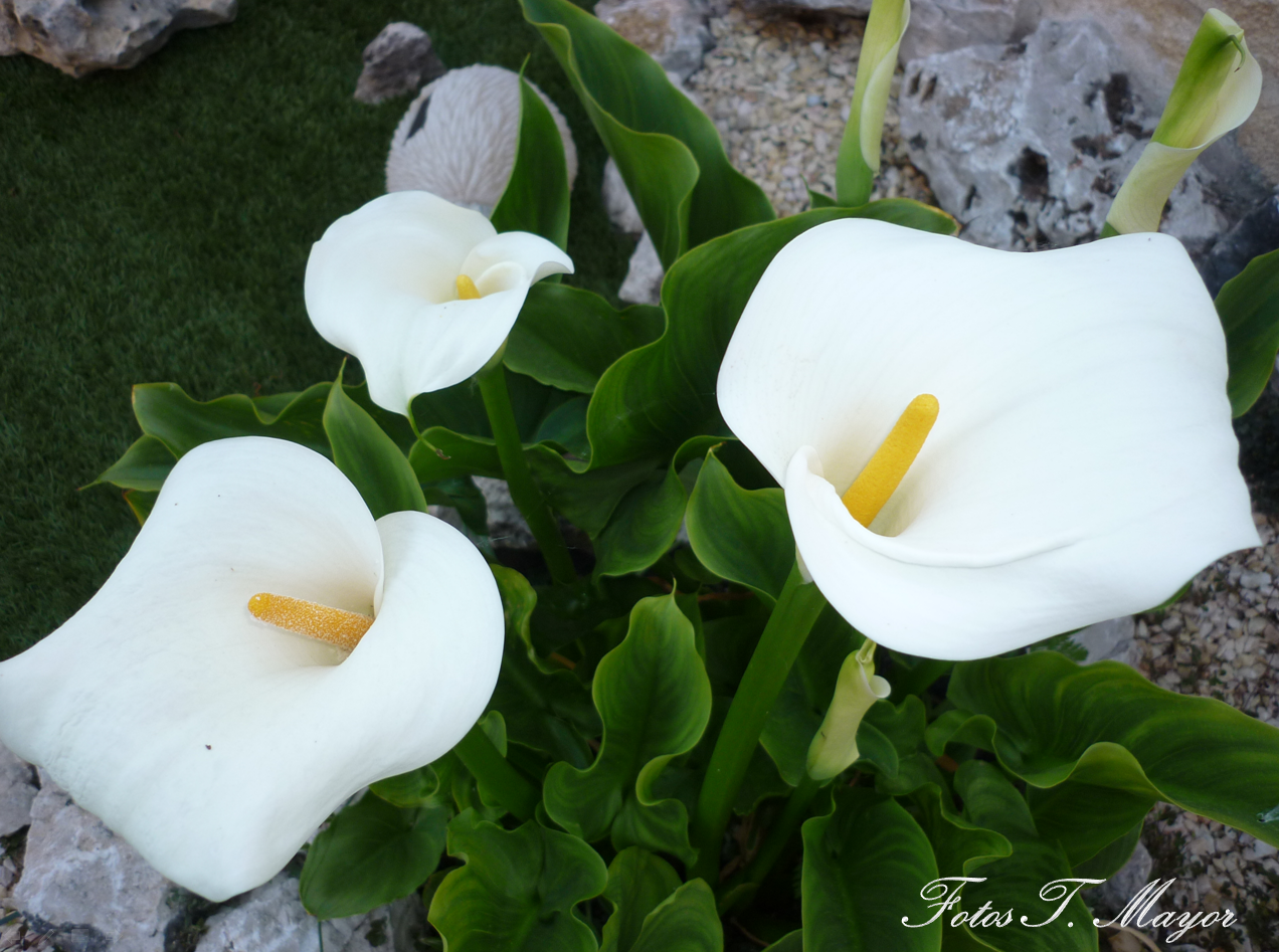 Flores y plantas silvestres: " Zantedeschia aethiopica ".Cala, Lirio de ...