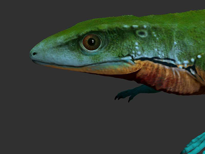 Hypothetical appearance of the male Gephyrostegus in the mating season ...