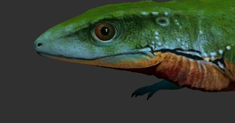 Hypothetical appearance of the male Gephyrostegus in the mating season ...