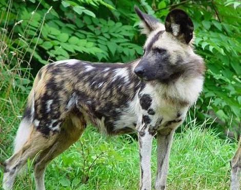 Lycaon Pictus Animals | Interesting Facts & Latest Pictures | The Wildlife