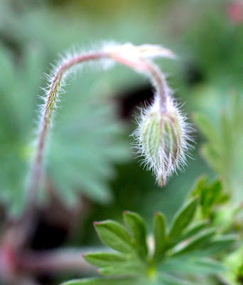 Florez Nursery: Geranium x sanguineum 'Khan'