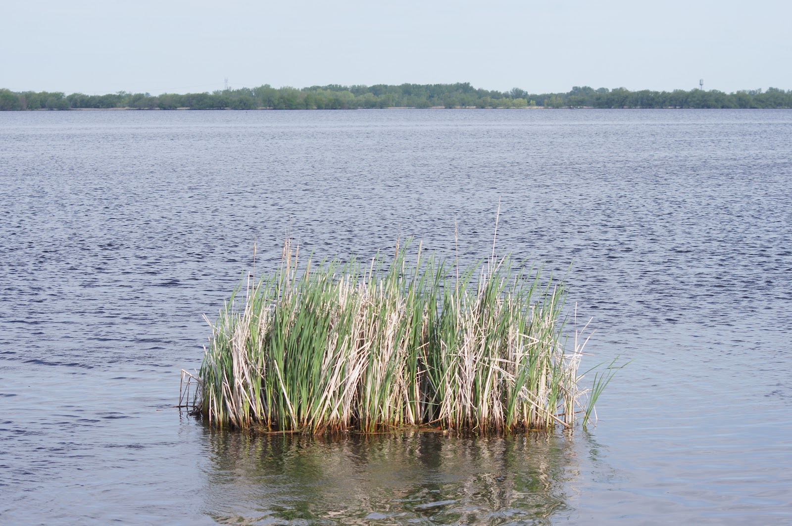 Winnebago Conservation Photography: 2012 Flood