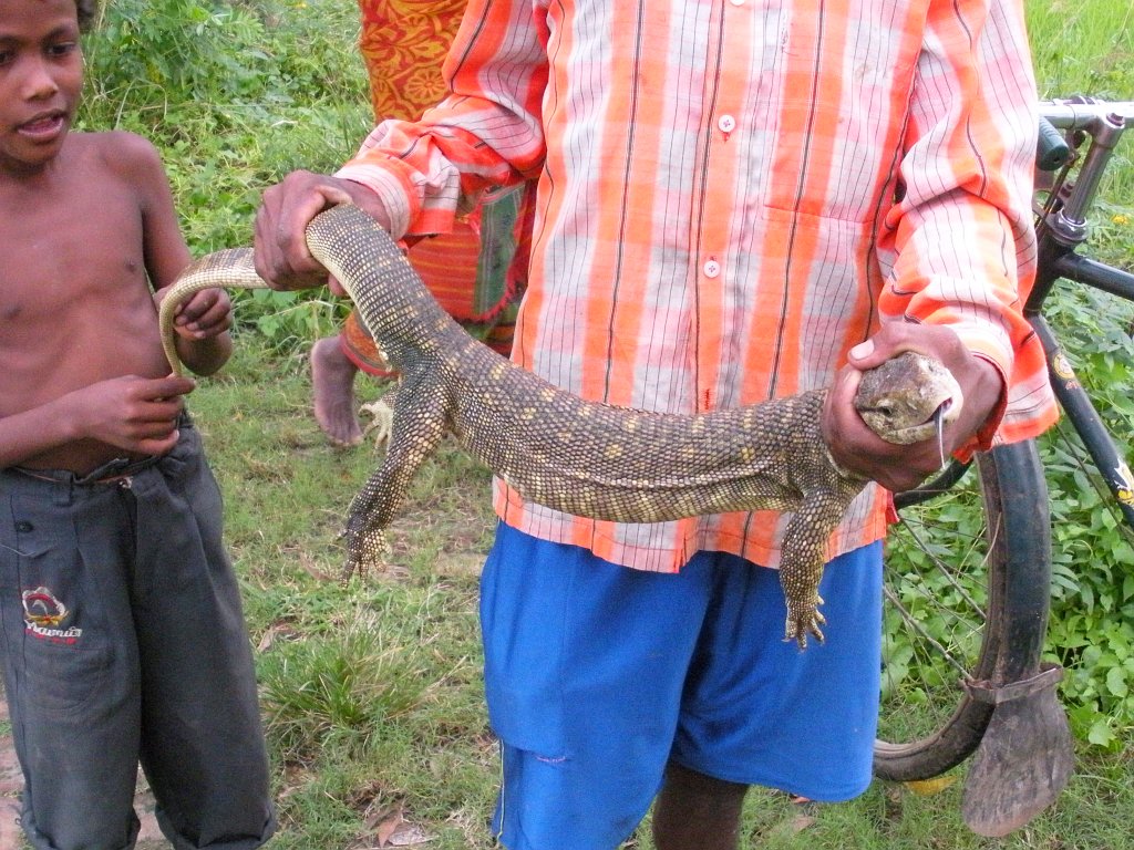Reptile Research and Conservation Trust Of India: LIZARDS