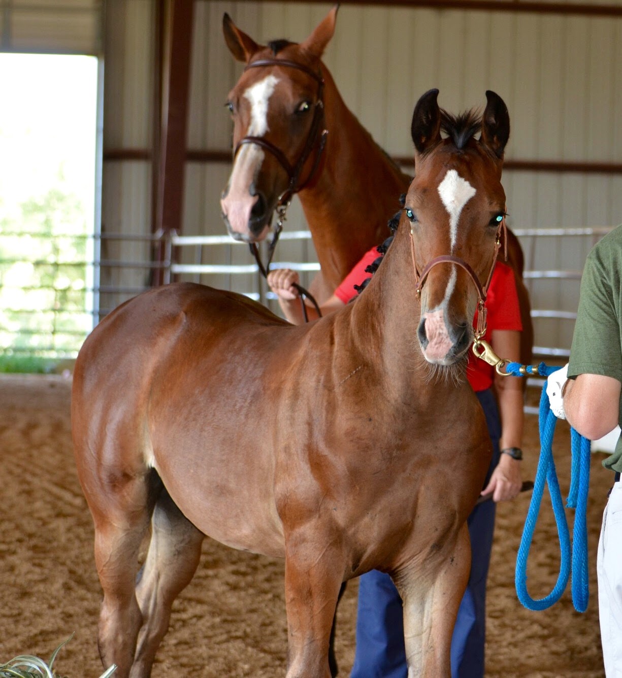 Paragon Performance Horses: Sale Horses