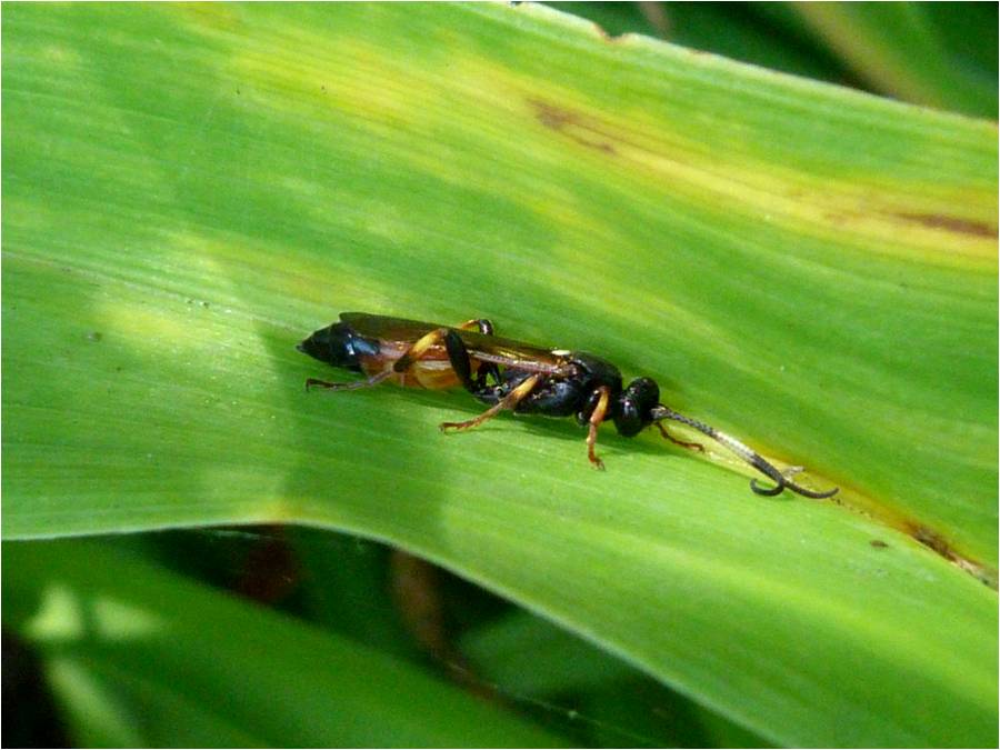 Insects of Scotland: Bees/Wasps/Ichneumons/Sawflies/Ants