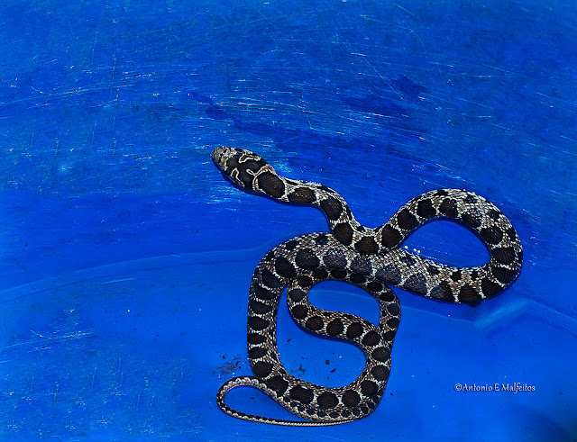 Desde Valdearenales: Culebra