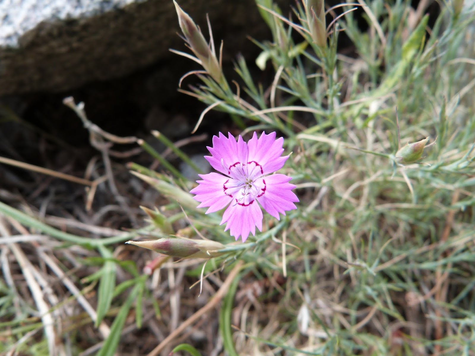 Frumusetile naturii: Garofita pitica de stanca (Dianthus nardiformis)