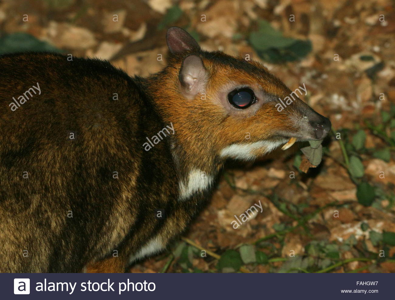 pilandok - philippin news collections