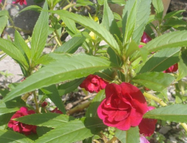 SYIMAMA PAGE: TAMAN BUNGA