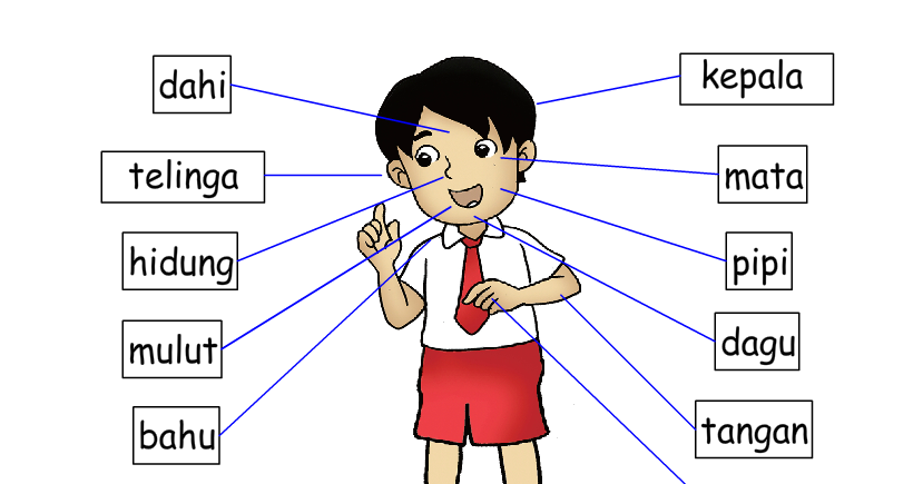 Terbaru 20+ Gambar Animasi Anggota Tubuh