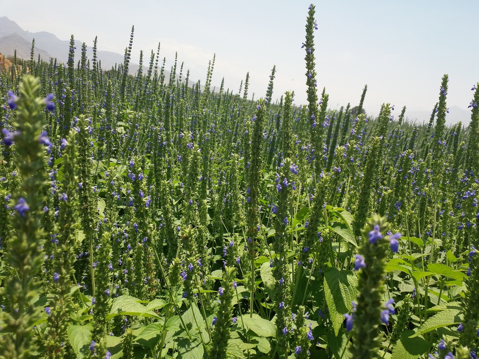 Organic Life Perú: Seguimiento Cultivo de Chia - ORGANIC LP