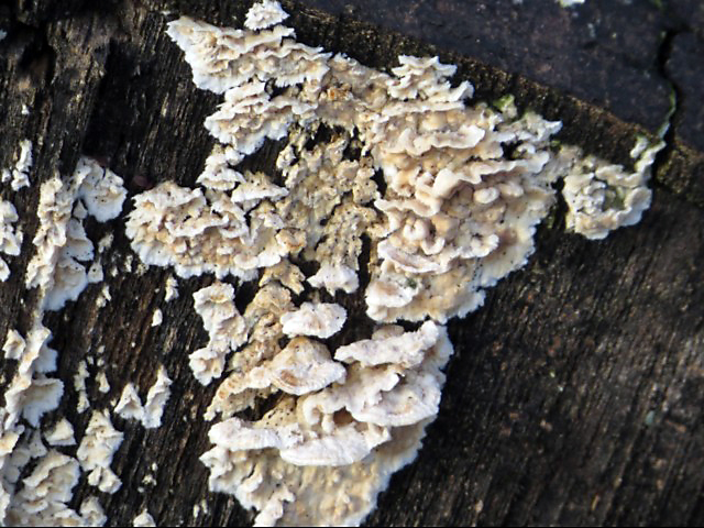 Shenstone Birder: Bio Survey (week 1)