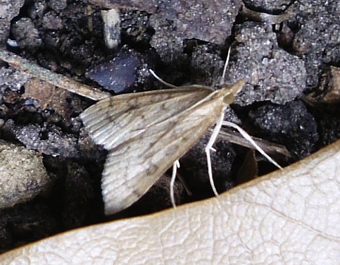 Moths of Southeast Texas: Moth Gallery