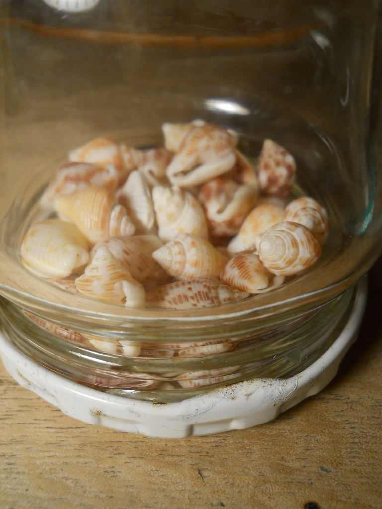 LOCKERROOM134: Sea-shells from jamaica