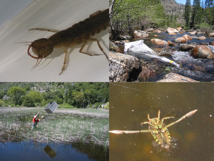 The Upper Tuolumne River Ecosystem Program: River bugs: benthic ...