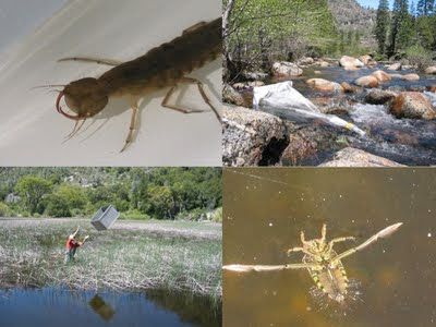 The Upper Tuolumne River Ecosystem Program: River bugs: benthic ...