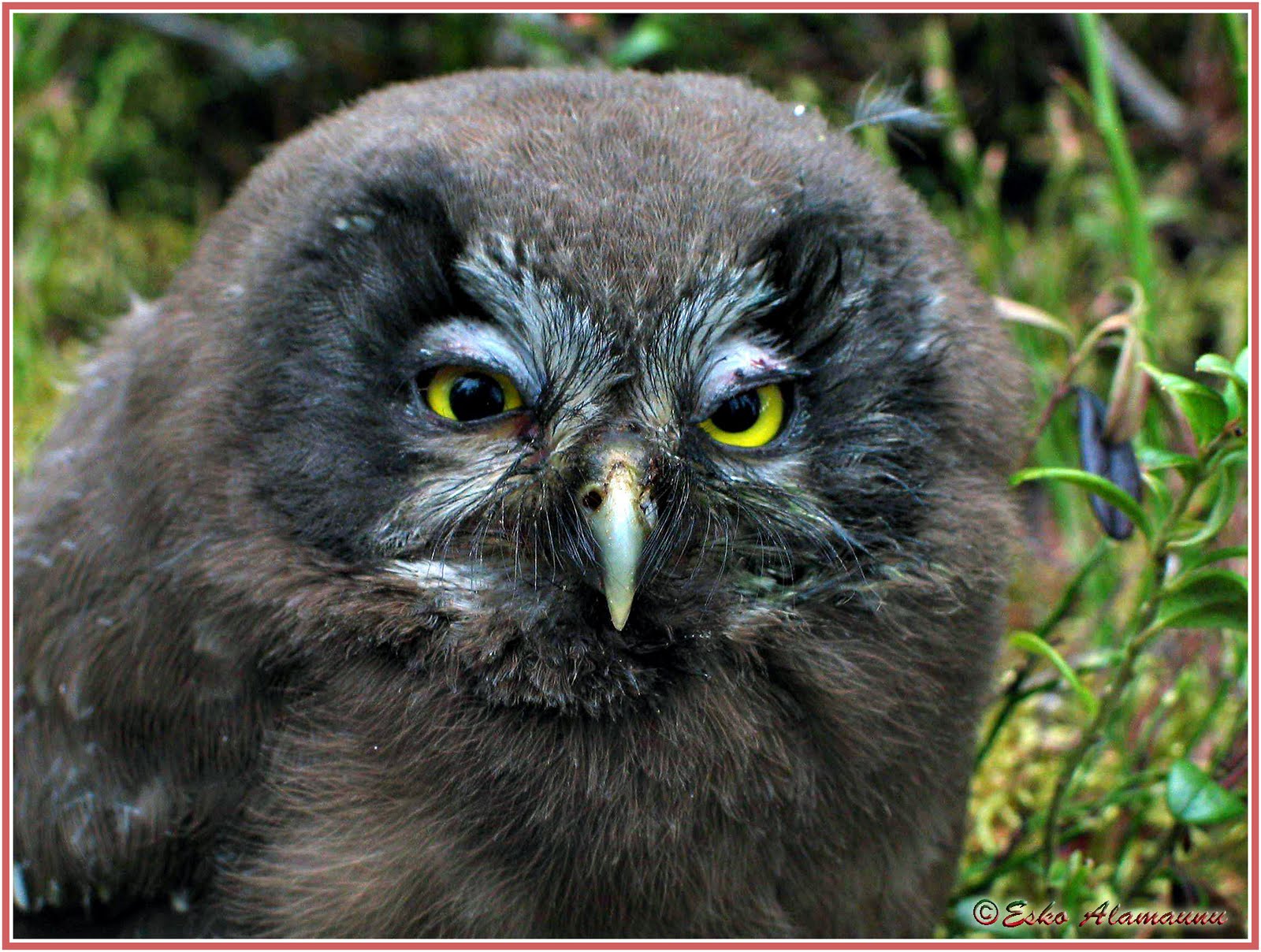 Eko-Kuvia: Helmipöllön Poika *Pekko*