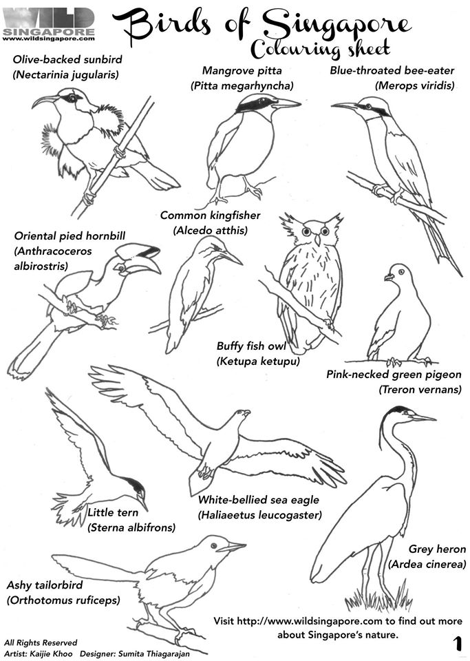 Pesta Ubin 2016: 4 Jun (Sat): Birdwatching at Pekan Quarry