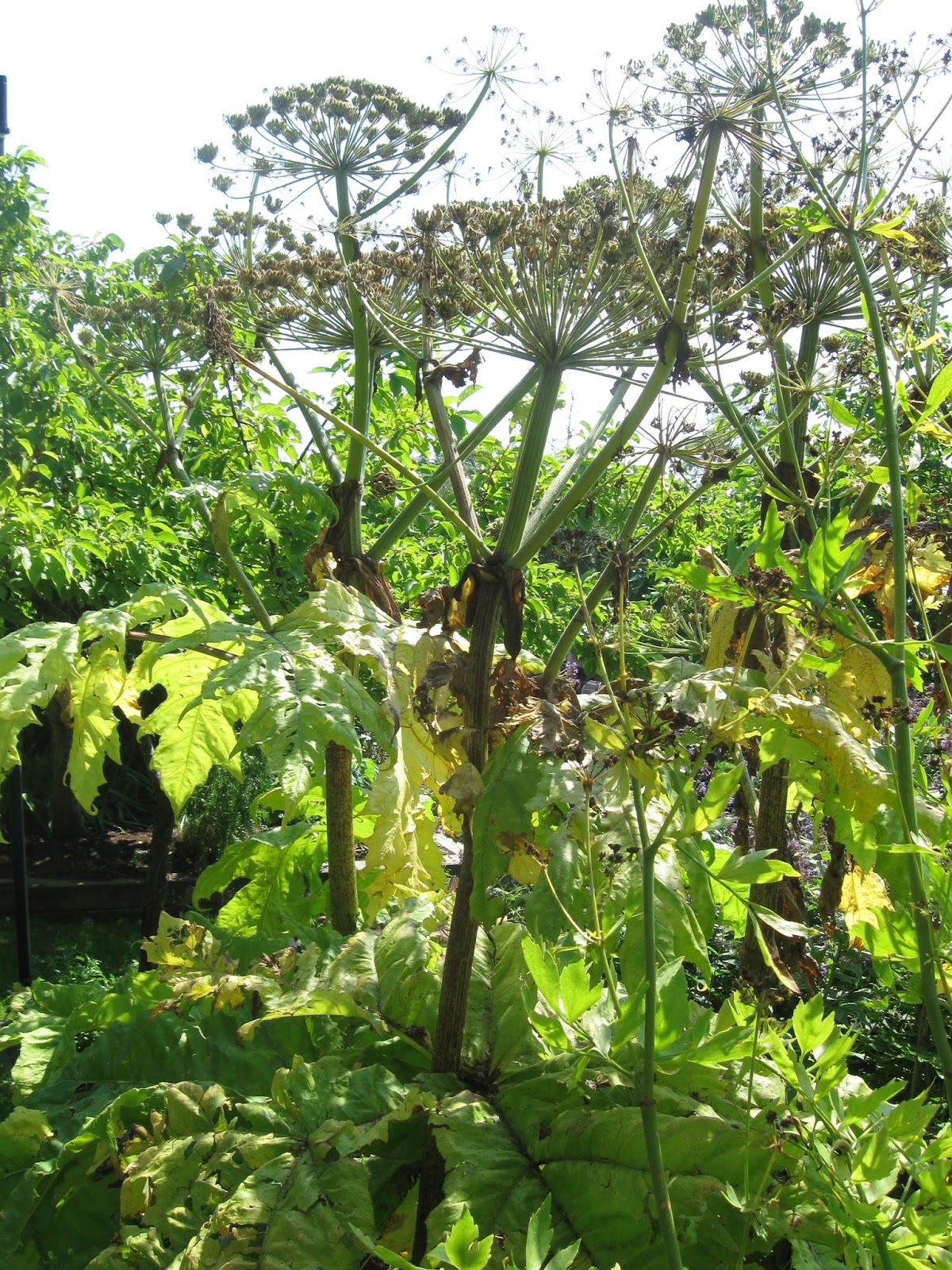 WashingtonGardener: Invasive Species Spotlight: Giant Hogweed