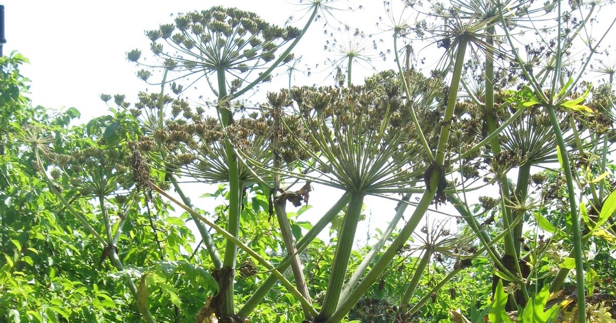 WashingtonGardener: Invasive Species Spotlight: Giant Hogweed
