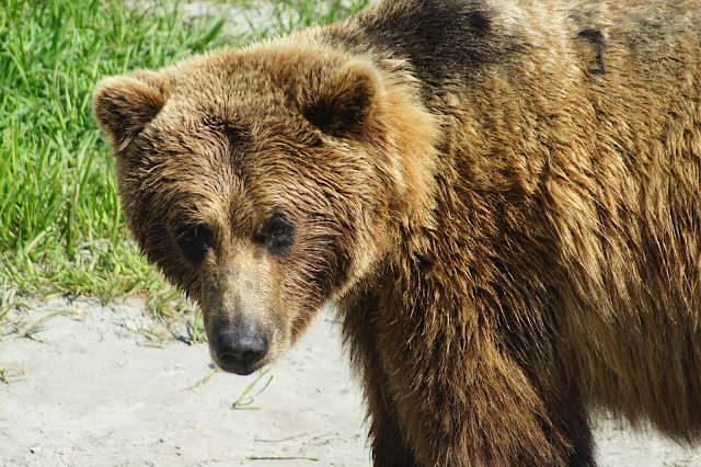 Lost But Loving It...In Alaska!: The End of an Em-bear-assing amount of ...