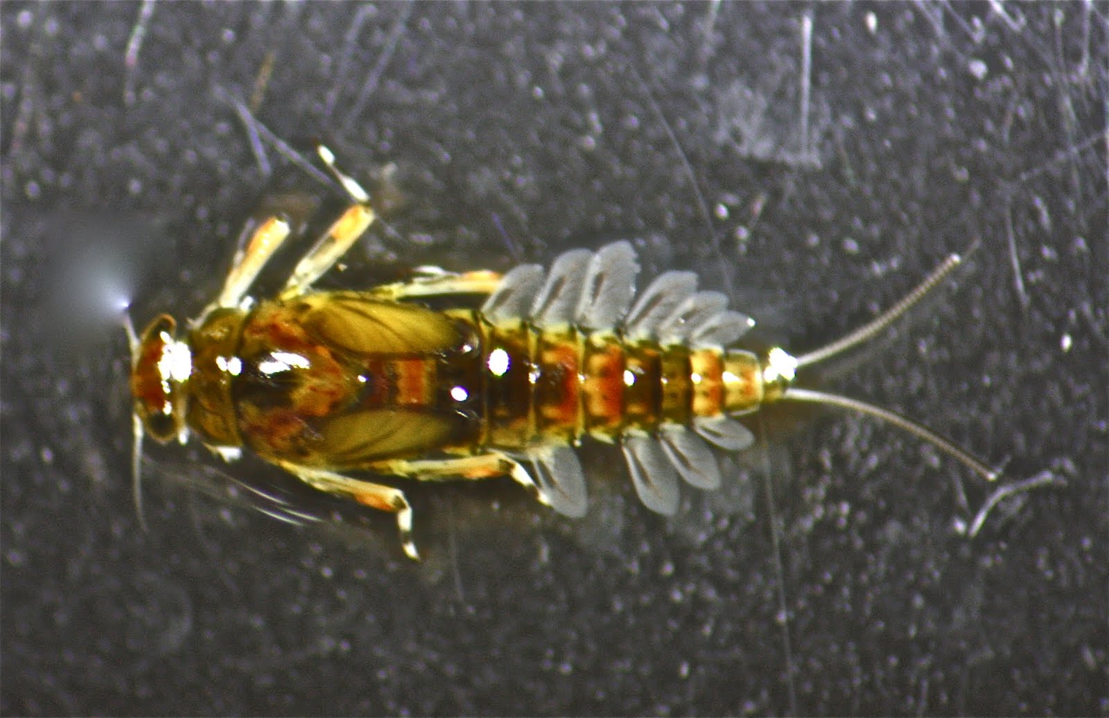 Aquatic Insects of Central Virginia: Rich in Small Minnow Mayflies: A ...